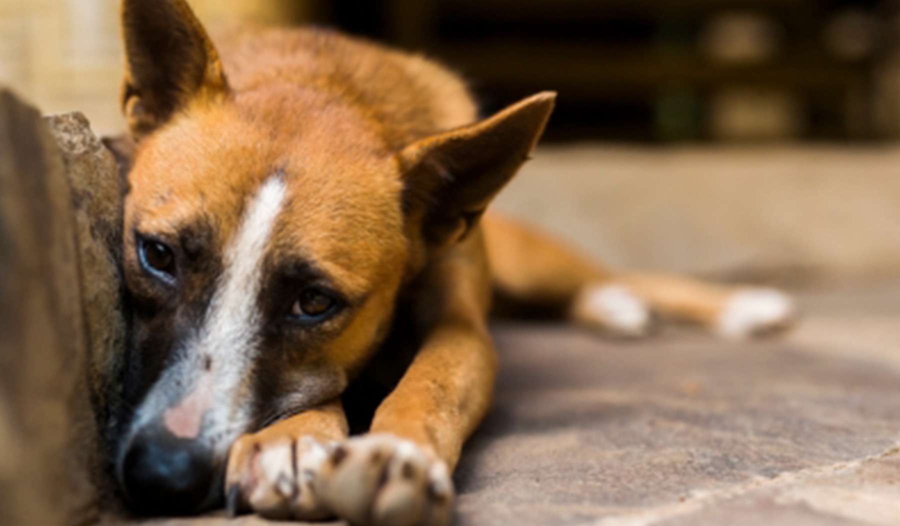 Vermi nelle feci del cane: cause, sintomi e rimedi | Purinashop