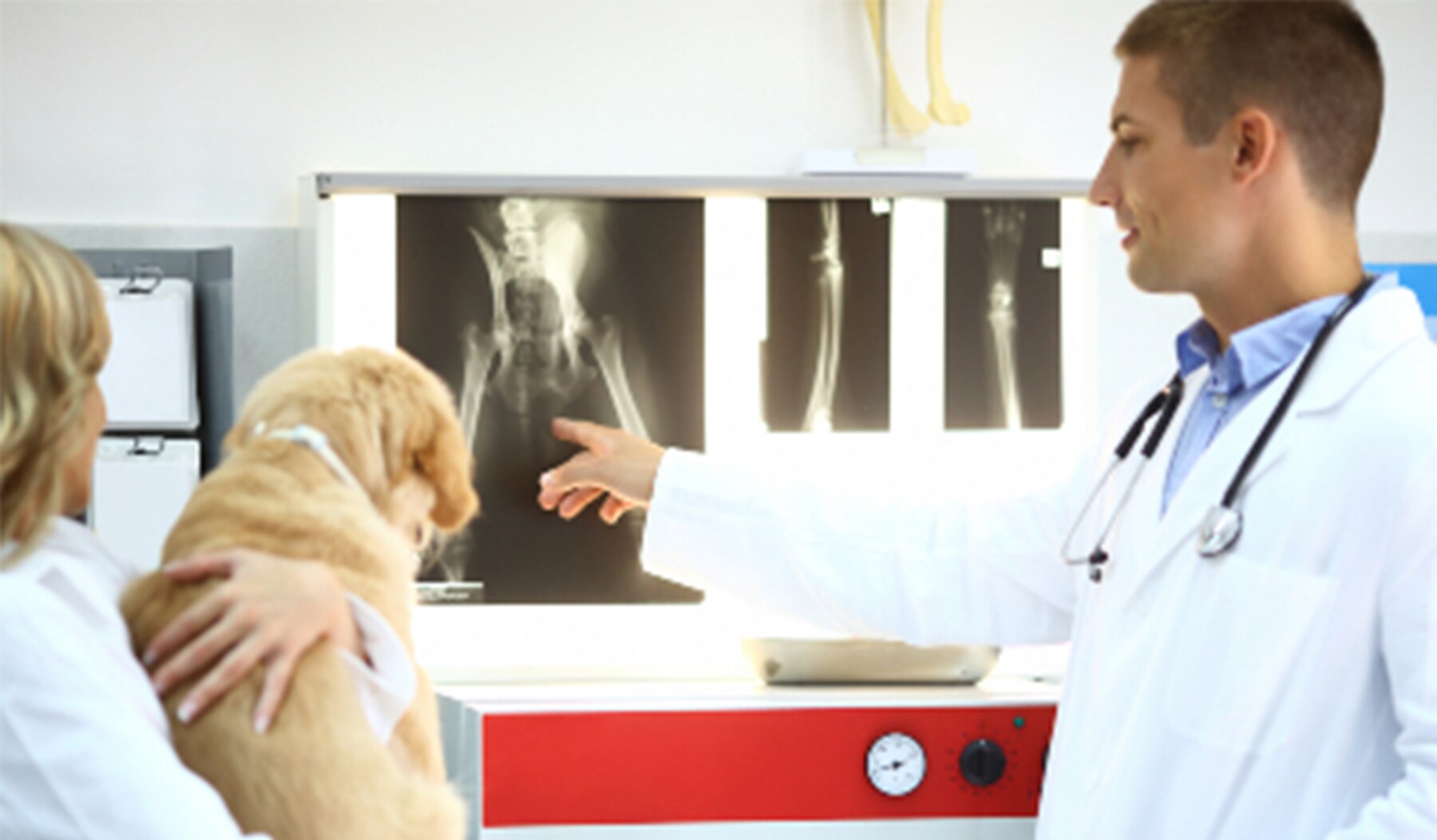 Displasia dell'anca nel cane: sintomi e cura | Purinashop