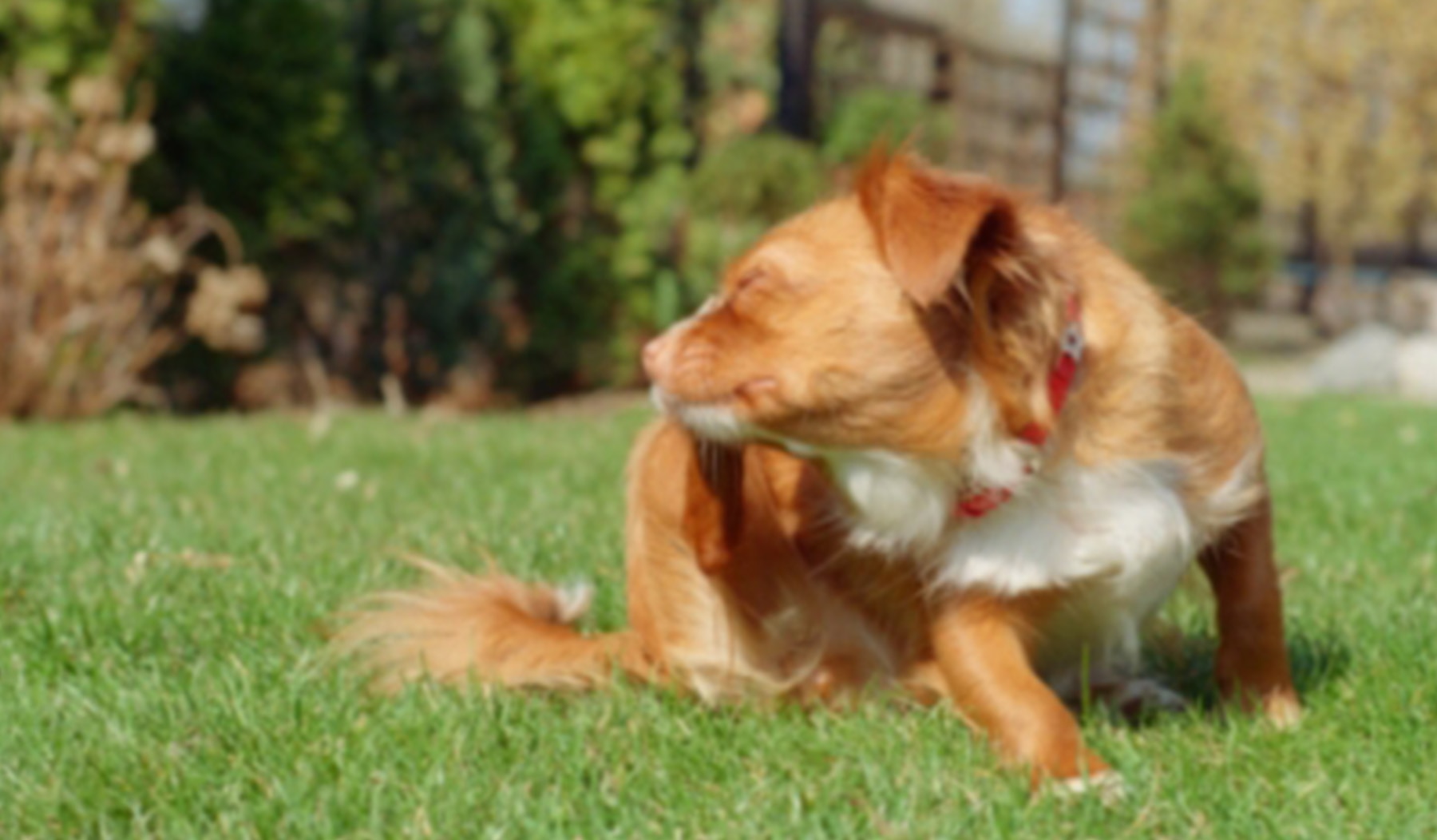 Rogna del cane: tipologie e come curarla | Purinashop